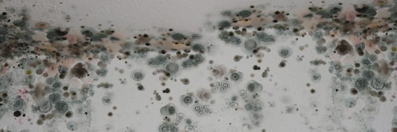 Signs Of Mold In Raleigh, Cary, Durham | Glover Environmental